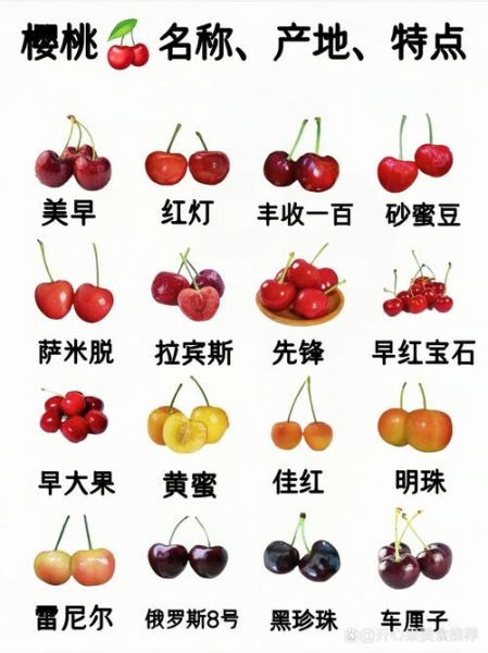 十大樱桃排名前十名_哪个品种最甜-第1张图片-山城妙识 十大樱桃排名前十名_哪个品种最甜-第1张图片-山城妙识