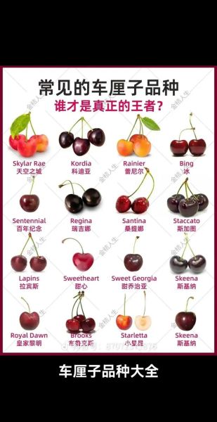 十大樱桃排名前十名_哪个品种最甜-第3张图片-山城妙识 十大樱桃排名前十名_哪个品种最甜-第3张图片-山城妙识