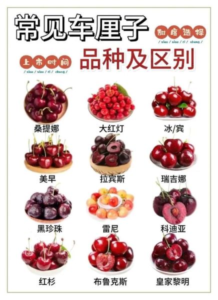 十大樱桃排名前十名_哪个品种最甜-第2张图片-山城妙识 十大樱桃排名前十名_哪个品种最甜-第2张图片-山城妙识