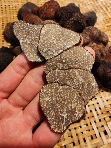 松露是什么东西_松露为什么这么贵-第1张图片-山城妙识