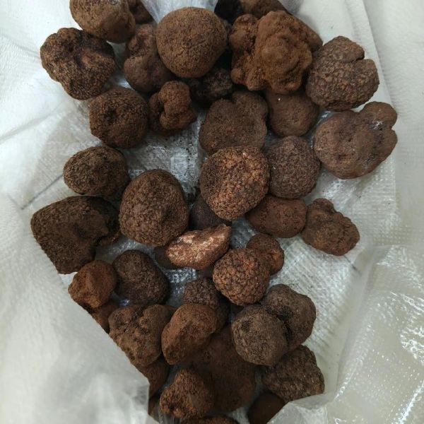 松露是什么东西_松露为什么这么贵-第2张图片-山城妙识