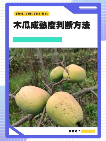 青木瓜放多久能熟_如何判断木瓜熟了没-第1张图片-山城妙识 青木瓜放多久能熟_如何判断木瓜熟了没-第1张图片-山城妙识