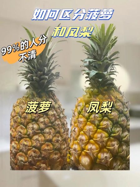 凤梨和菠萝哪个上火_凤梨吃了会上火吗-第1张图片-山城妙识