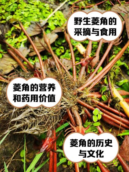 野菱角长什么样_野菱角能吃吗-第1张图片-山城妙识 野菱角长什么样_野菱角能吃吗-第1张图片-山城妙识