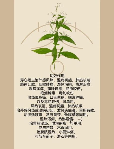 穿心莲的功效与作用_穿心莲能治哪些病-第1张图片-山城妙识