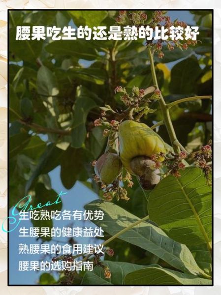 熟腰果的功效与作用_熟腰果一天吃多少合适-第3张图片-山城妙识