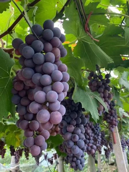 夏黑葡萄怎么洗才干净_夏黑葡萄清洗方法-第1张图片-山城妙识 夏黑葡萄怎么洗才干净_夏黑葡萄清洗方法-第1张图片-山城妙识