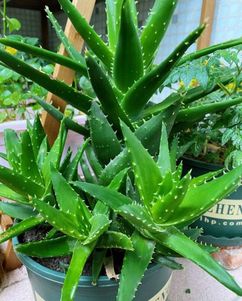 芦荟有几种_哪种最好-第2张图片-山城妙识