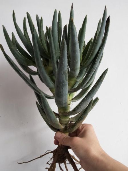 芦荟有几种_哪种最好-第3张图片-山城妙识