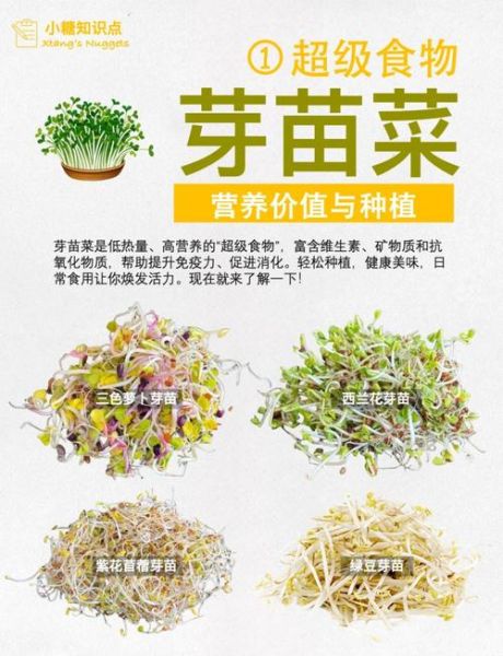 芽菜苗菜怎么种_芽菜苗菜生产技术-第1张图片-山城妙识