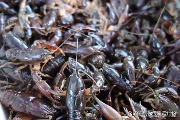 喇蛄豆腐怎么做_喇蛄豆腐的家常做法-第2张图片-山城妙识