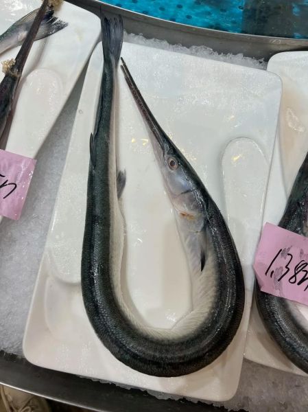 尖嘴淡水鱼有哪些_尖嘴淡水鱼种类图片大全-第3张图片-山城妙识