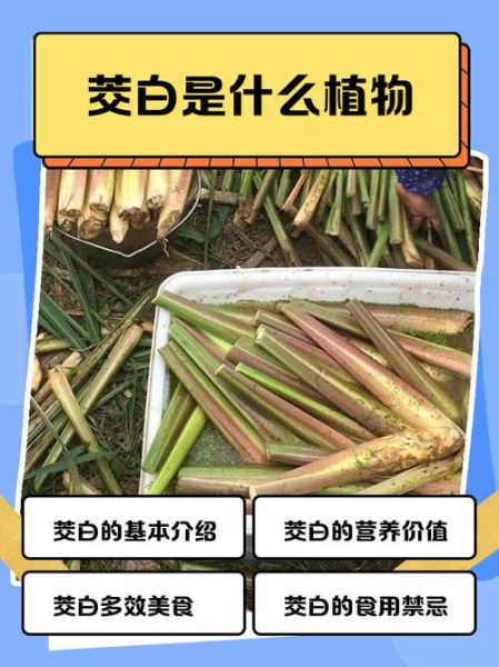 菰米和茭白是什么关系_菰米为什么变茭白-第1张图片-山城妙识
