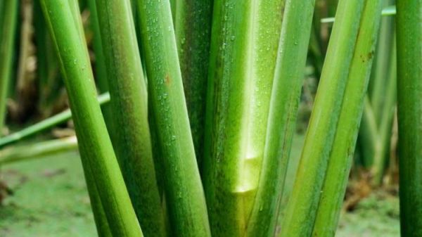 菰米和茭白是什么关系_菰米为什么变茭白-第2张图片-山城妙识