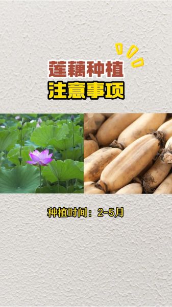 莲藕什么时候种植_莲藕种植最佳时间-第1张图片-山城妙识 莲藕什么时候种植_莲藕种植最佳时间-第1张图片-山城妙识