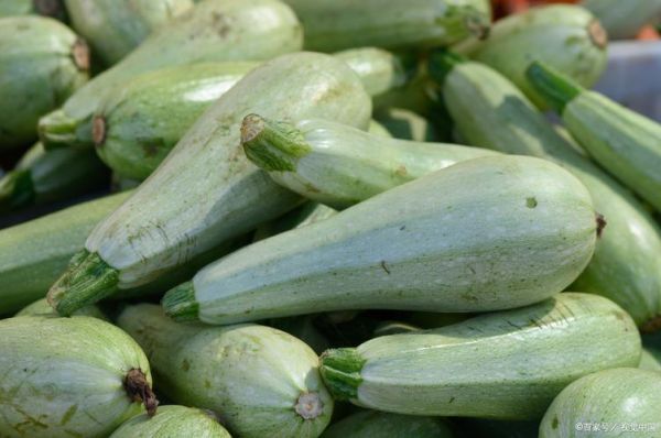 角瓜怎么读_角瓜和西葫芦区别-第1张图片-山城妙识