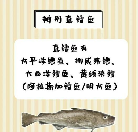 油鱼和鳕鱼的区别图片_怎么一眼分辨真假鳕鱼-第3张图片-山城妙识 油鱼和鳕鱼的区别图片_怎么一眼分辨真假鳕鱼-第3张图片-山城妙识