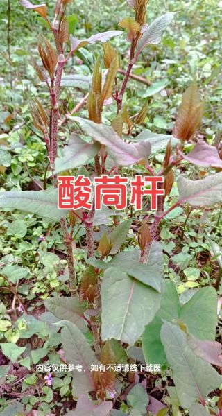 虎杖的功效与作用及禁忌_虎杖能长期服用吗-第3张图片-山城妙识 虎杖的功效与作用及禁忌_虎杖能长期服用吗-第3张图片-山城妙识