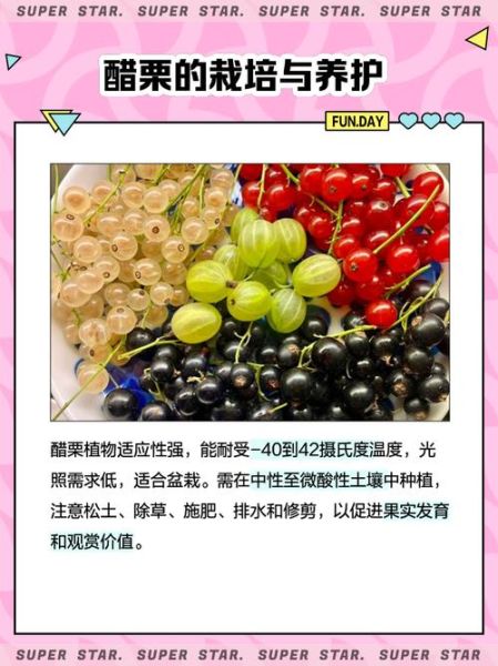 红醋栗的功效与作用_红醋栗怎么吃最好-第1张图片-山城妙识