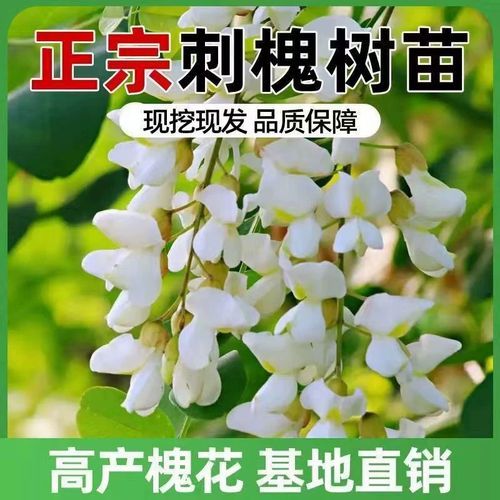 刺槐树苗多少钱一棵_刺槐树苗价格影响因素-第3张图片-山城妙识