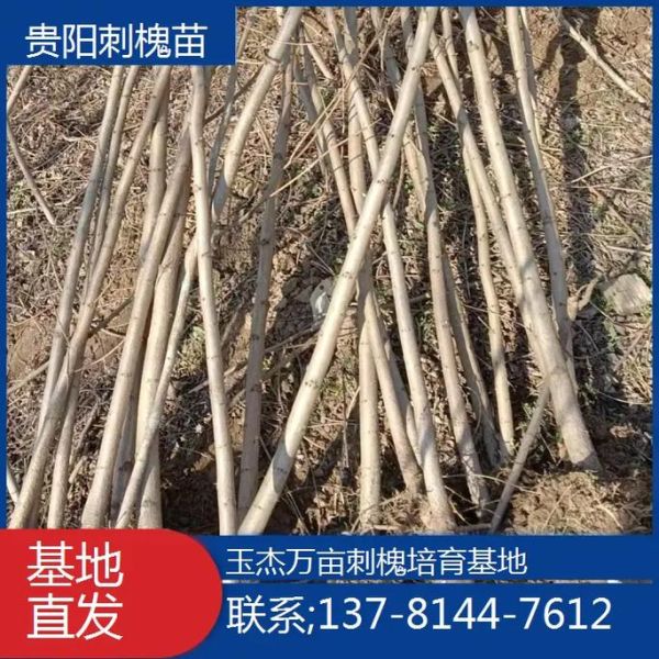 刺槐树苗多少钱一棵_刺槐树苗价格影响因素-第1张图片-山城妙识