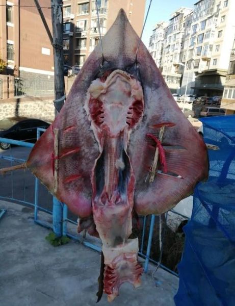 老板鱼哪些部位不能吃_老板鱼内脏能吃吗-第1张图片-山城妙识