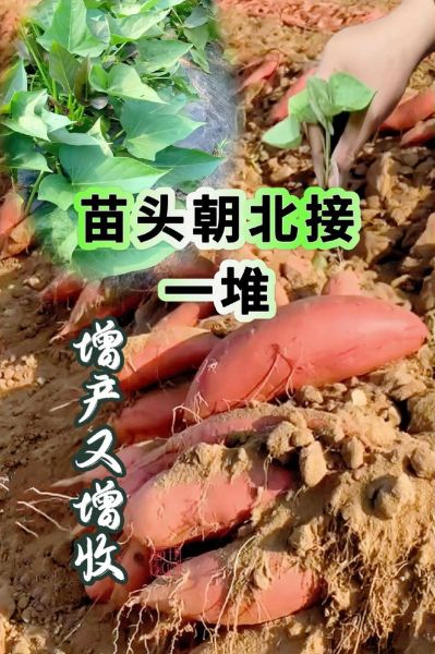 红薯叶怎么种_红薯叶种植方法-第2张图片-山城妙识