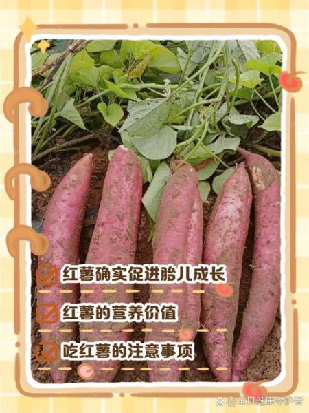 孕妇可以吃红薯吗_孕期吃红薯对胎儿好吗-第3张图片-山城妙识