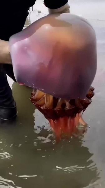 招潮蟹为什么一只钳子大_招潮蟹图片怎么拍好看-第2张图片-山城妙识