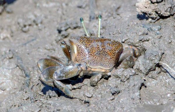 招潮蟹为什么一只钳子大_招潮蟹图片怎么拍好看-第1张图片-山城妙识