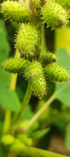 苍耳长什么样_苍耳的功效与作用-第3张图片-山城妙识