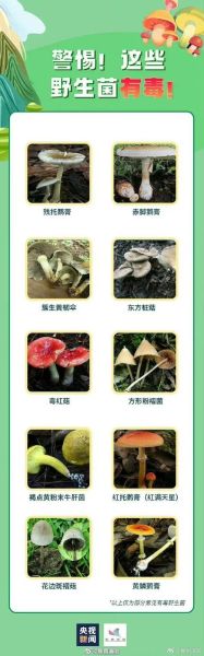 野生蘑菇图片大全集_如何辨别可食用与有毒-第2张图片-山城妙识
