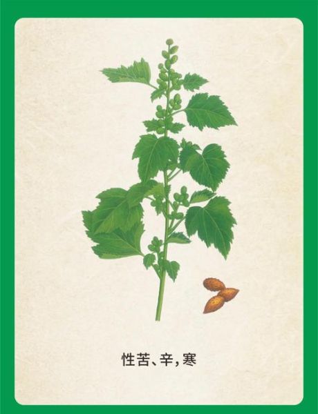 苍耳长什么样_苍耳的功效与作用-第2张图片-山城妙识