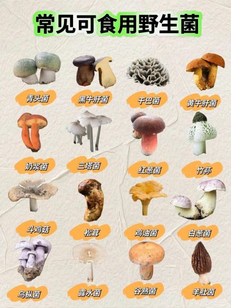 野生蘑菇图片大全集_如何辨别可食用与有毒-第3张图片-山城妙识
