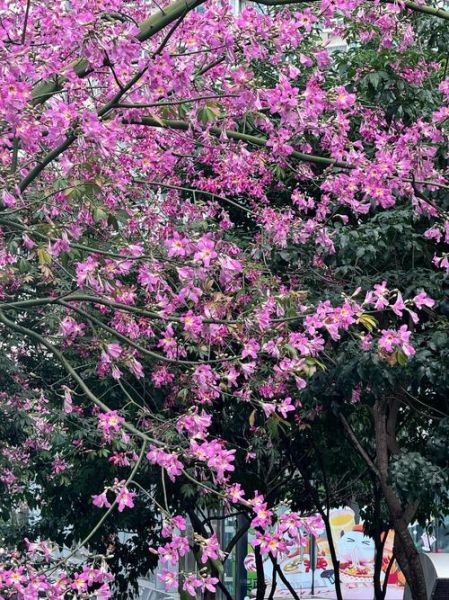 紫荆树图片怎么拍_紫荆树花期多久-第1张图片-山城妙识 紫荆树图片怎么拍_紫荆树花期多久-第1张图片-山城妙识