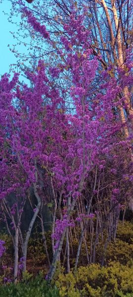 紫荆树图片怎么拍_紫荆树花期多久-第3张图片-山城妙识 紫荆树图片怎么拍_紫荆树花期多久-第3张图片-山城妙识