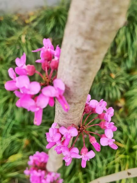紫荆树图片怎么拍_紫荆树花期多久-第2张图片-山城妙识 紫荆树图片怎么拍_紫荆树花期多久-第2张图片-山城妙识