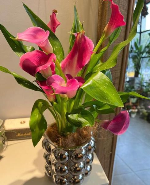 水养马蹄莲怎么养_水培马蹄莲多久换一次水-第1张图片-山城妙识