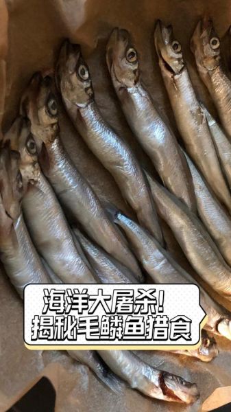 毛鳞鱼是什么鱼_毛鳞鱼怎么做好吃-第2张图片-山城妙识 毛鳞鱼是什么鱼_毛鳞鱼怎么做好吃-第2张图片-山城妙识
