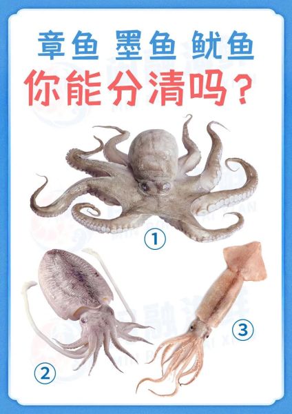 章鱼乌贼和鱿鱼的区别_怎么一眼分辨-第1张图片-山城妙识 章鱼乌贼和鱿鱼的区别_怎么一眼分辨-第1张图片-山城妙识