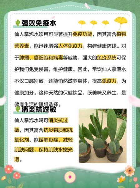 长期服用仙人掌的危害_有哪些副作用-第1张图片-山城妙识 长期服用仙人掌的危害_有哪些副作用-第1张图片-山城妙识