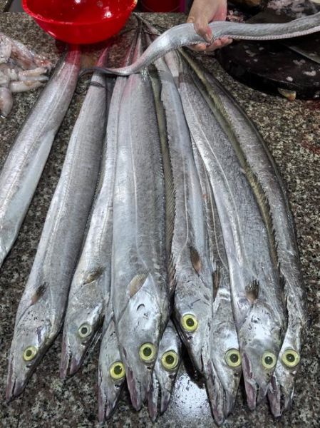 带鱼是鱼吗_带鱼属于什么鱼类-第1张图片-山城妙识 带鱼是鱼吗_带鱼属于什么鱼类-第1张图片-山城妙识