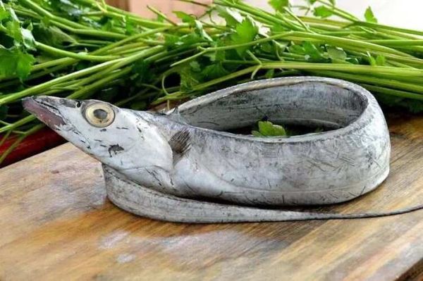 带鱼是鱼吗_带鱼属于什么鱼类-第2张图片-山城妙识 带鱼是鱼吗_带鱼属于什么鱼类-第2张图片-山城妙识