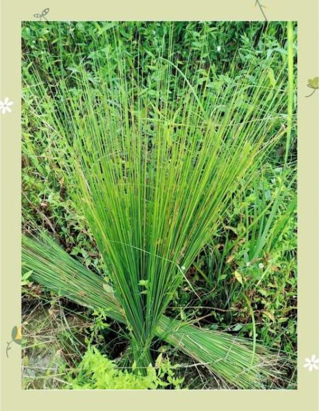 灯心草毒性很大吗_灯心草中毒症状-第2张图片-山城妙识 灯心草毒性很大吗_灯心草中毒症状-第2张图片-山城妙识