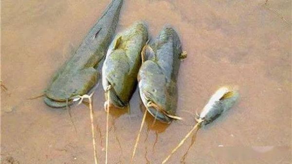 土鲶鱼怎么钓_土鲶鱼吃什么饵料-第3张图片-山城妙识 土鲶鱼怎么钓_土鲶鱼吃什么饵料-第3张图片-山城妙识