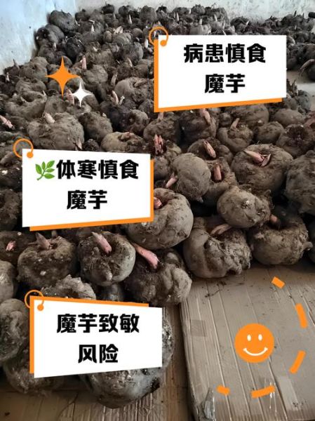 吃魔芋一个月瘦30斤_真的假的-第3张图片-山城妙识 吃魔芋一个月瘦30斤_真的假的-第3张图片-山城妙识