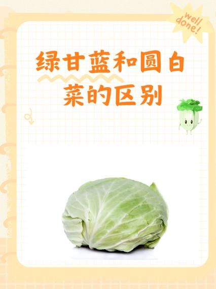 包菜和绿甘蓝的区别_包菜和绿甘蓝怎么分辨-第3张图片-山城妙识