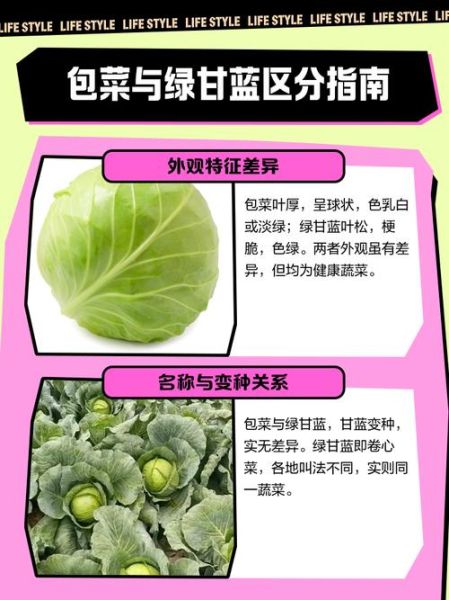 包菜和绿甘蓝的区别_包菜和绿甘蓝怎么分辨-第1张图片-山城妙识