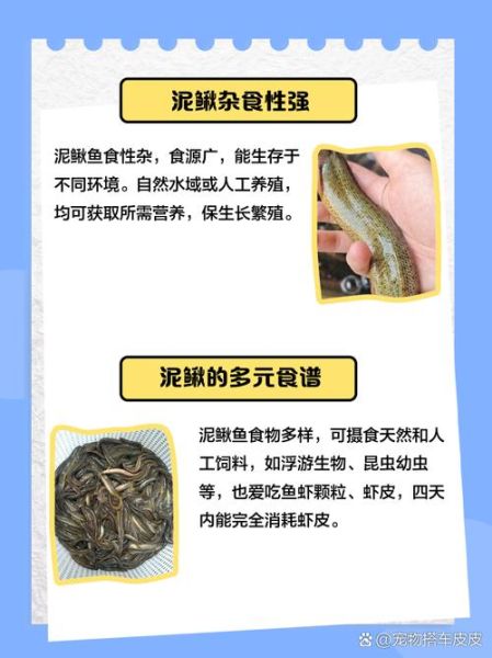 吃泥鳅的禁忌人群_哪些人不能吃泥鳅-第3张图片-山城妙识