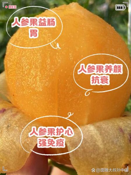 人参果的功效与作用及禁忌_人参果怎么吃最好-第3张图片-山城妙识